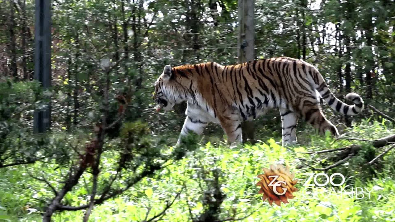 Les tigres du Zoo de Granby! - YouTube