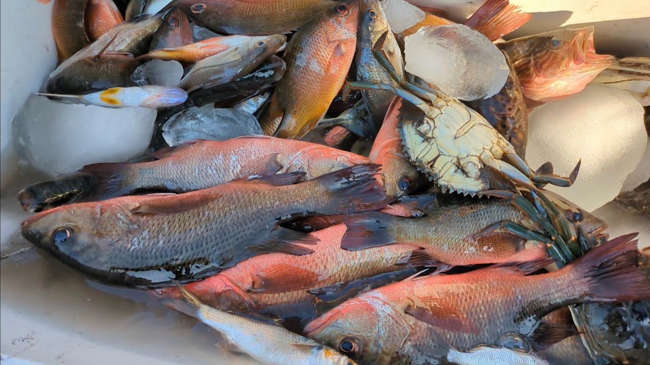 pescando en la bocana mira gran pesca de PARGOS boca colorada - YouTube