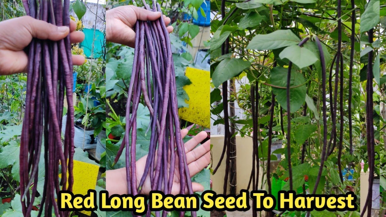Red Long Bean Seed To Harvest ||Red Long Bean Growing Tips ...