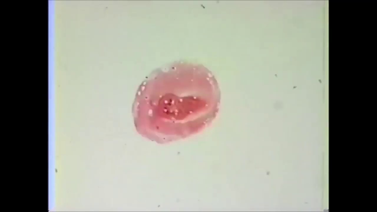 Wewerka, Foreign Guest - French Limbo [official video] - YouTube