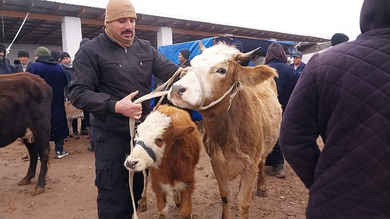 12.02.2025 ONA BOLA SOG'IM SIGIR NARXLARI QARSHI KARVON MOL BOZORIDA ...