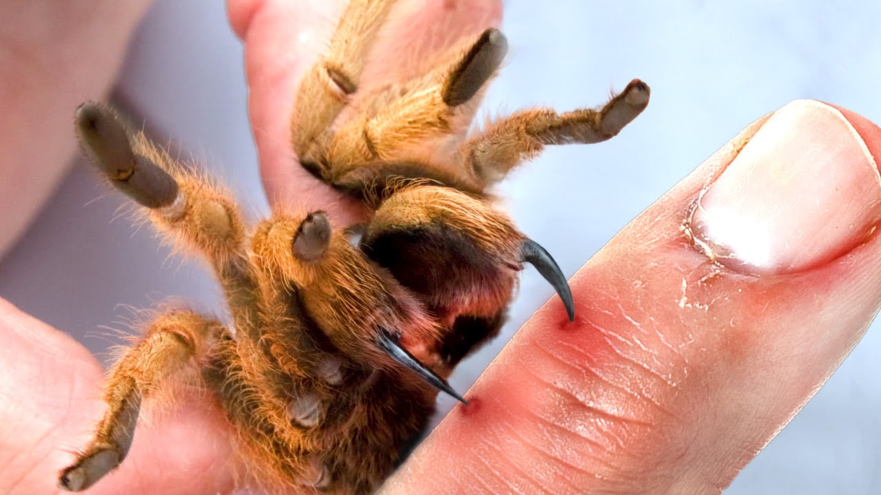 I Got BITTEN by a Tarantula for SCIENCE! - YouTube