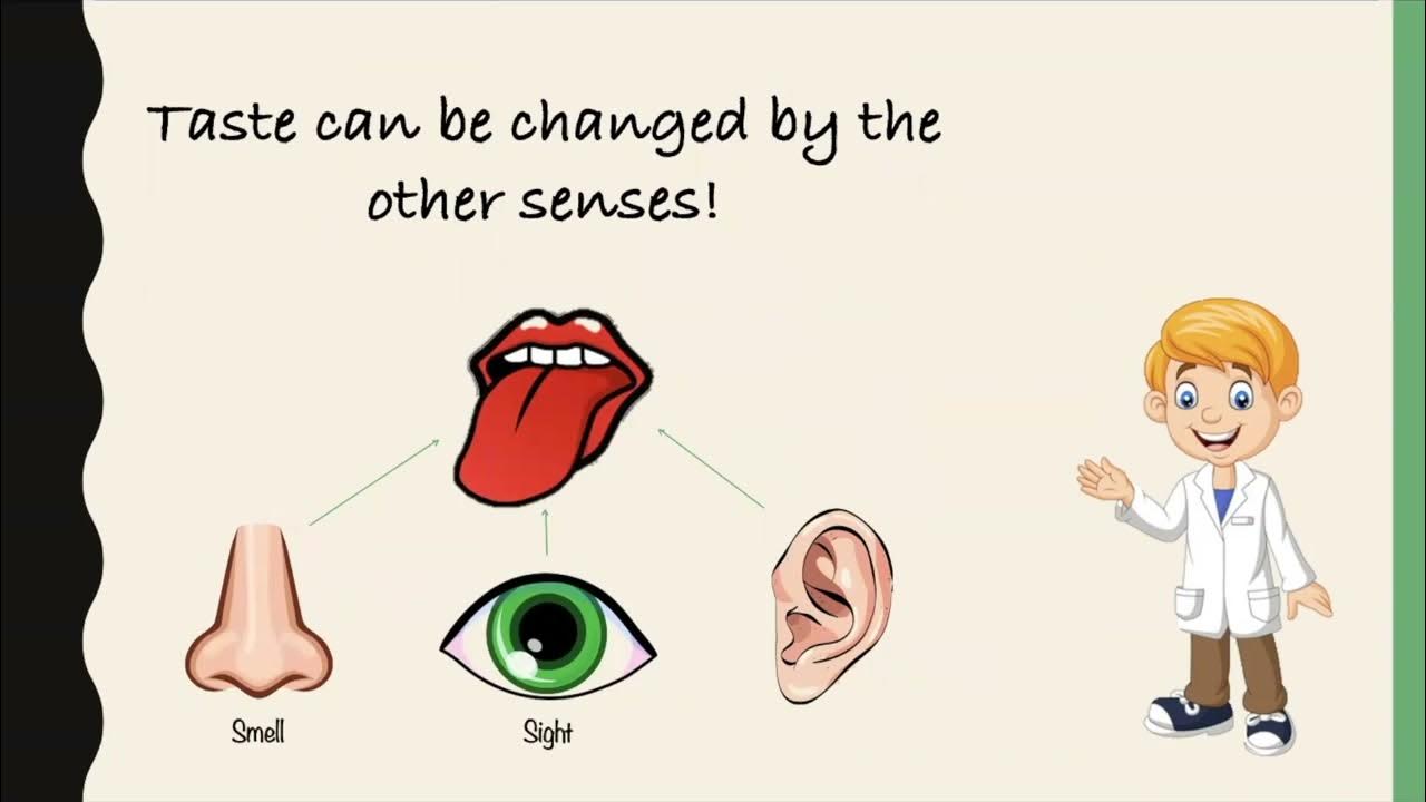 Neuroscience for Kids: How Does Our Brain Create Flavor? - YouTube