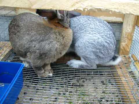 il ruggito del coniglio - YouTube