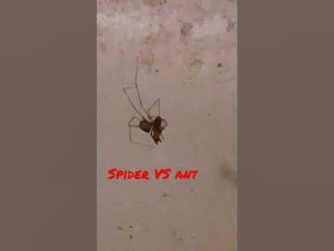 Ant VS Spider - YouTube