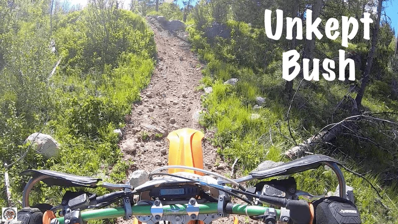 Unkept Bush - YouTube