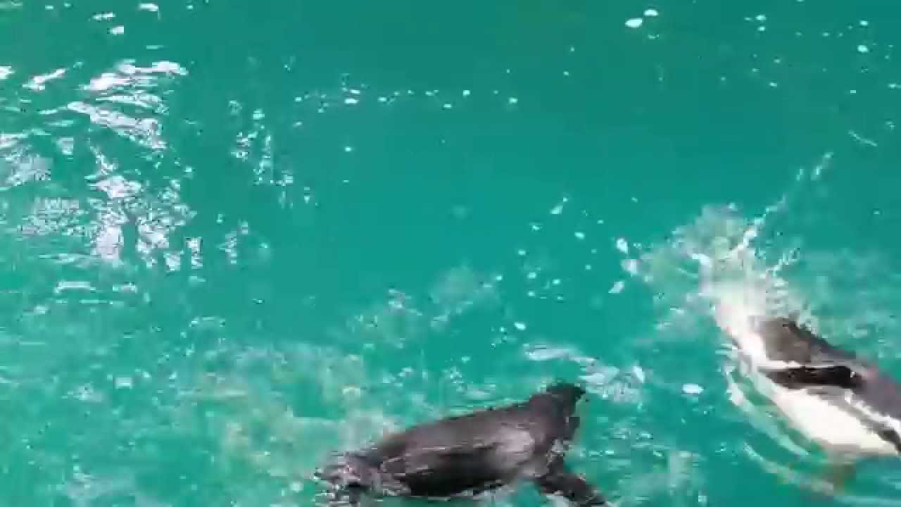 Show de PInguins no Zoo do Rio de Janeiro/Penguins show at the Zoo of ...