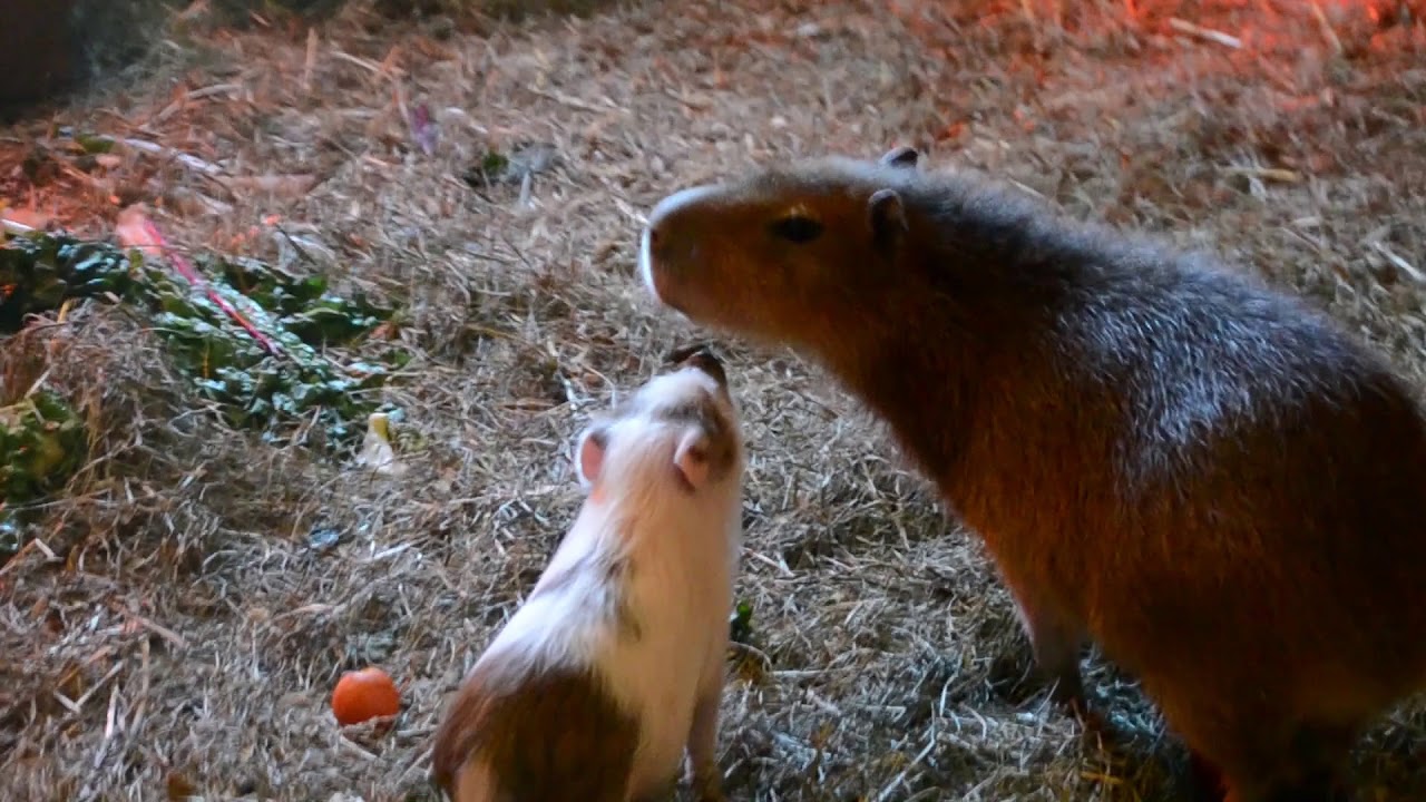 Capybara and pig - YouTube