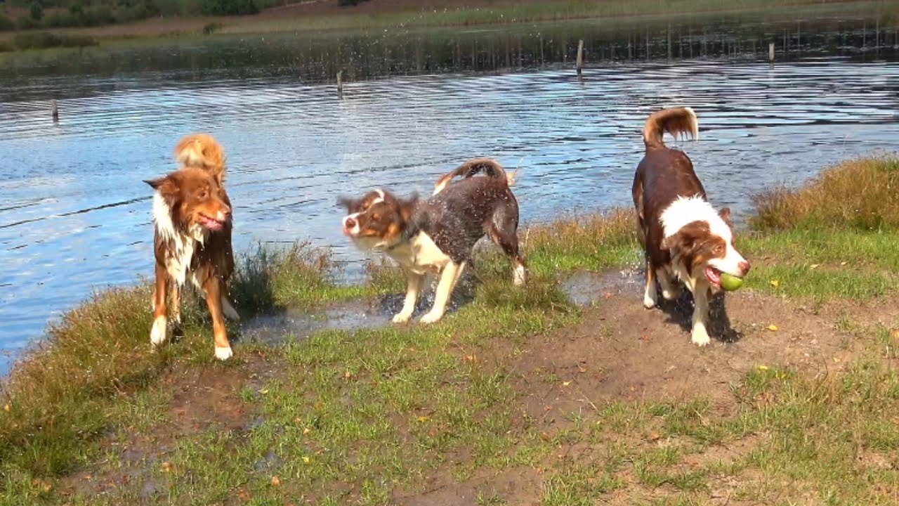 Three Adorable Border Collies Playing In The Water - Super Cute! - YouTube