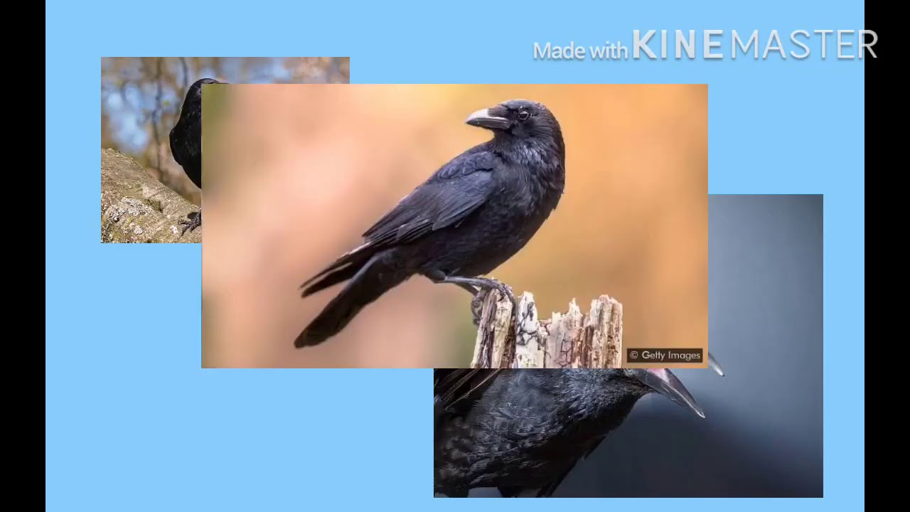 CROWS ADAPTATION - Fiona - YouTube