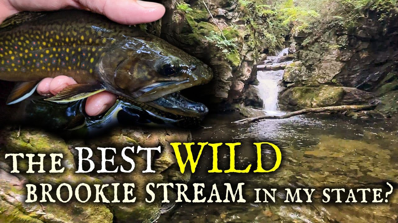 Fly Fishing for WILD Brook Trout on an EPIC Stream - YouTube