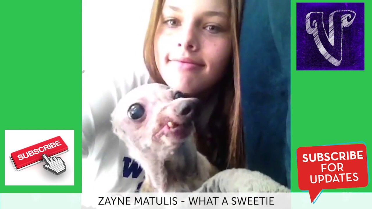 Best Animal Vines Compilation | Top Funny Pets April 2016 - YouTube