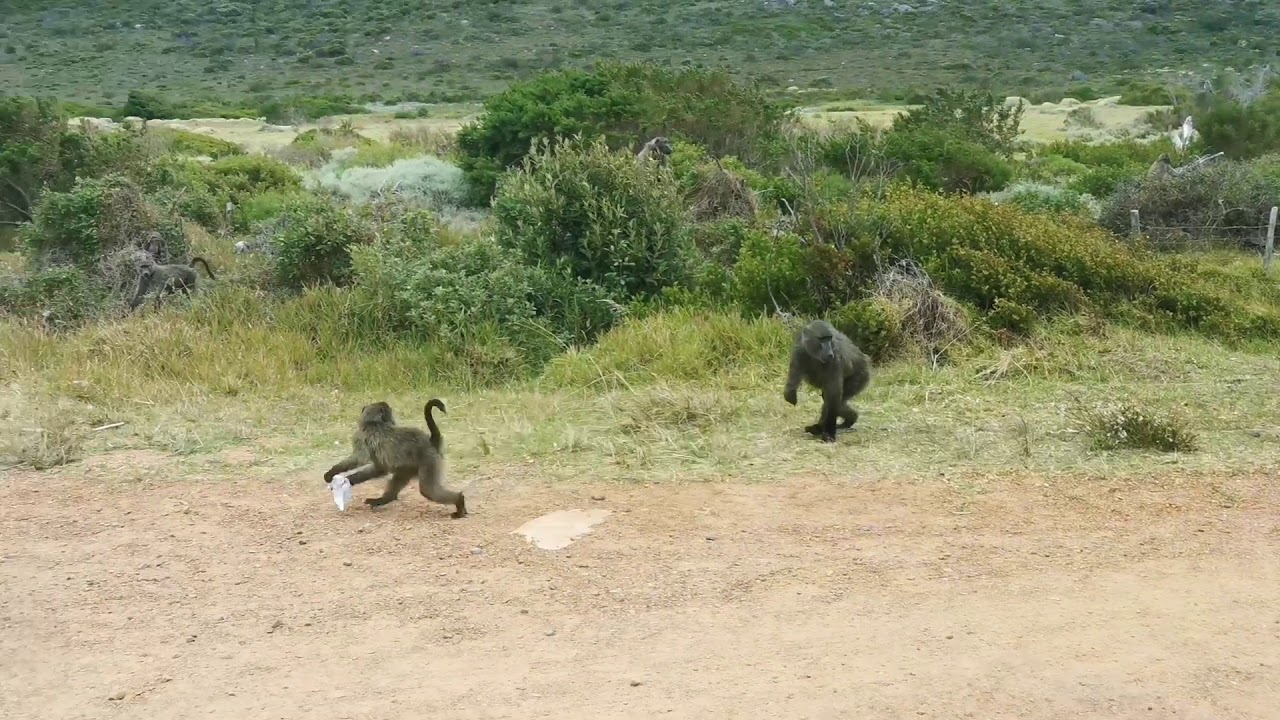 Man vs monkey - YouTube