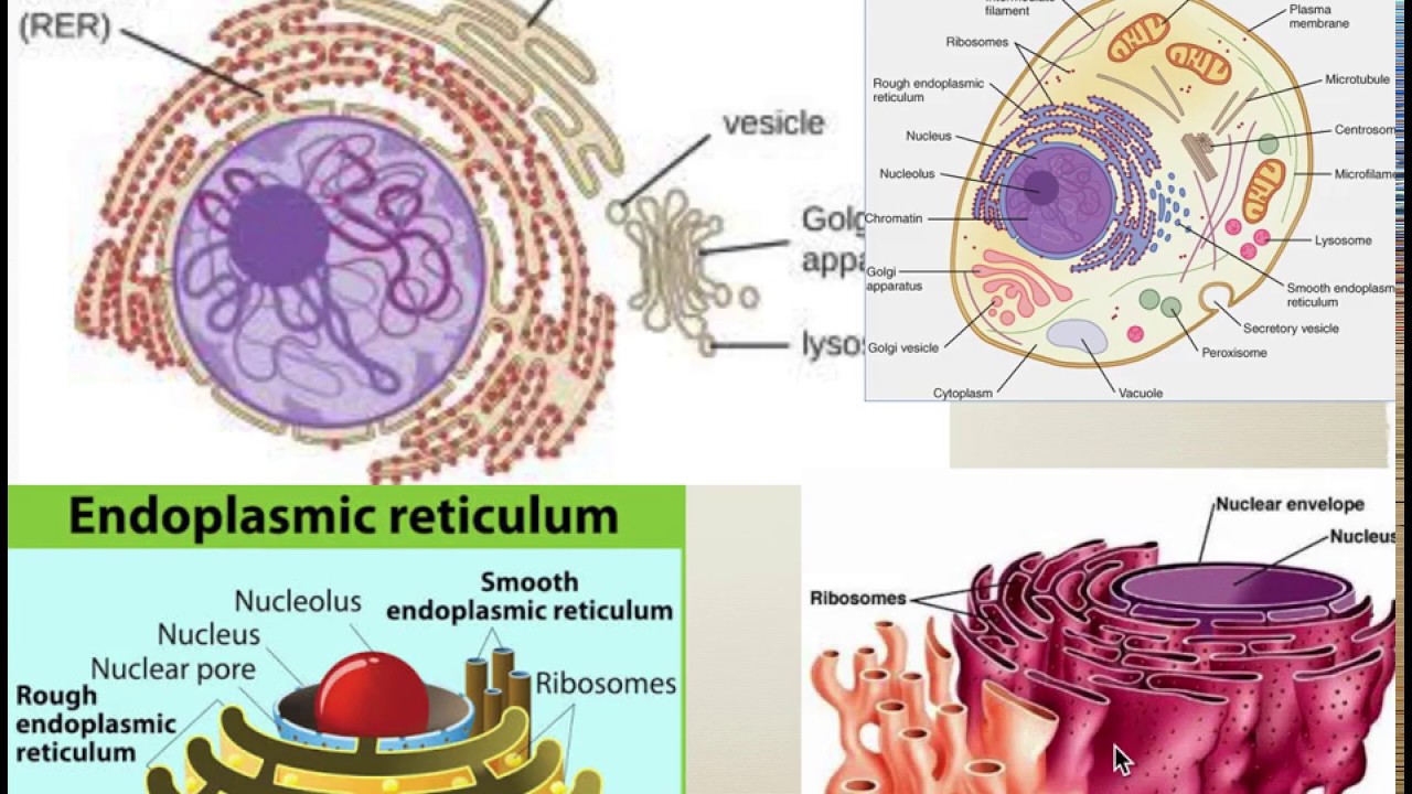 Endoplasmic Reticulum Golgi Body Lysosomes Cell Part4 Roosetube