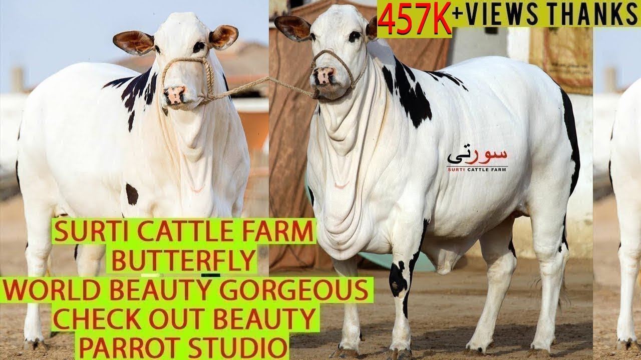 Butterfly I Surti Cattle I Check Out I World Beauty Gorgeous I Outclass ...