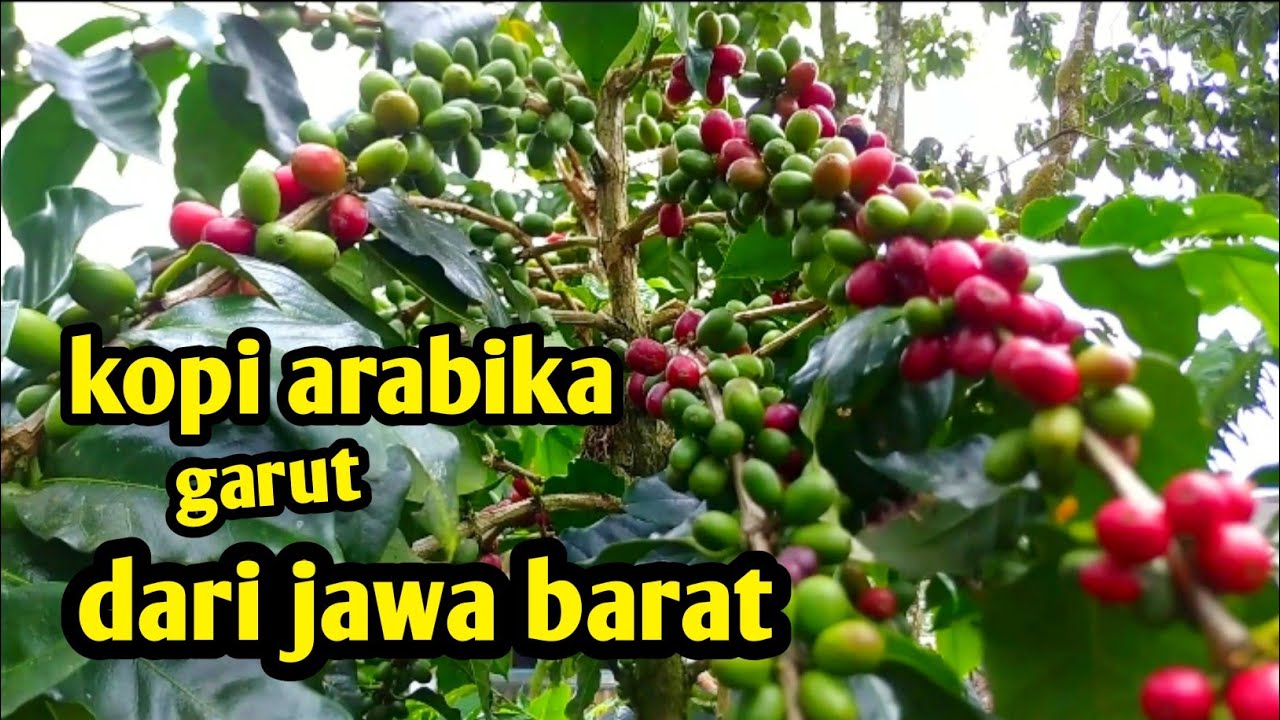 kopi arabika !! garut jawa Barat #kopiarabika #petanikopi - YouTube