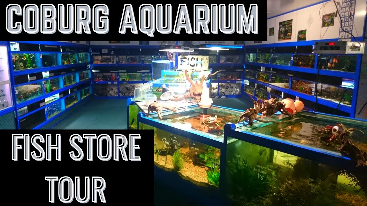 Touring Coburg Aquarium - INSANE FISH TANKS!!! - YouTube