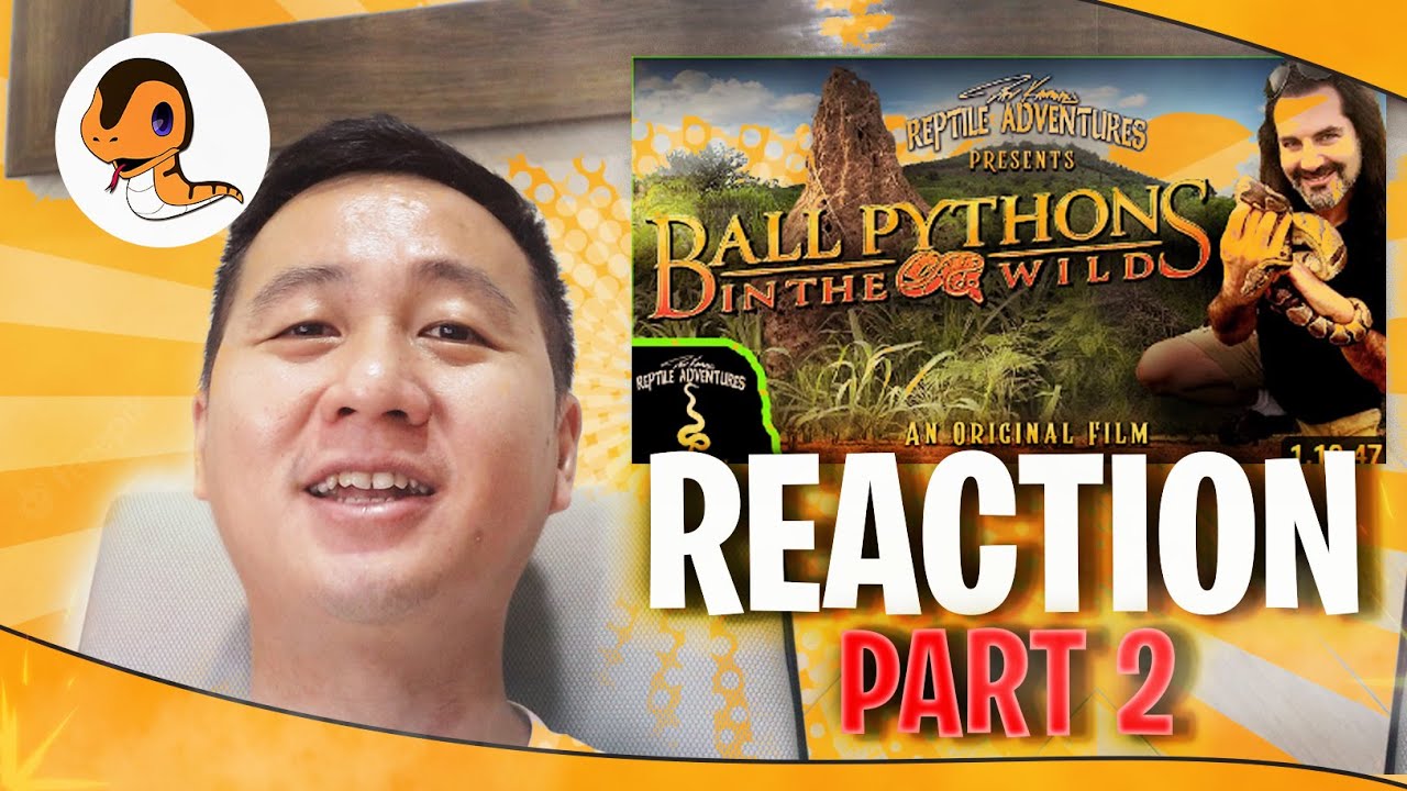 Lanjutan Edukasi Tentang BP! Ball Python in the Wild by Dav Kaufman ...