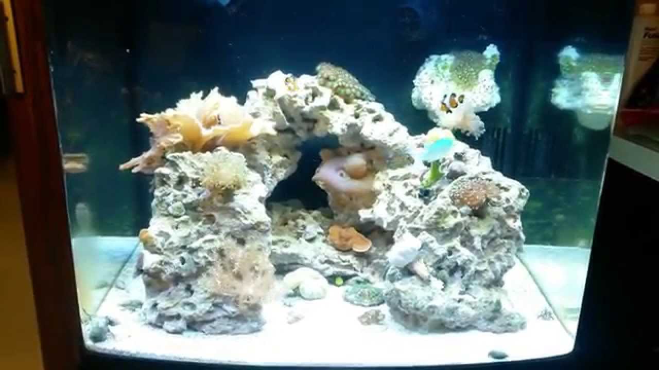 Saltwater Rookie - Biocube 29g - 6 Month Update - Coral Extravaganza ...
