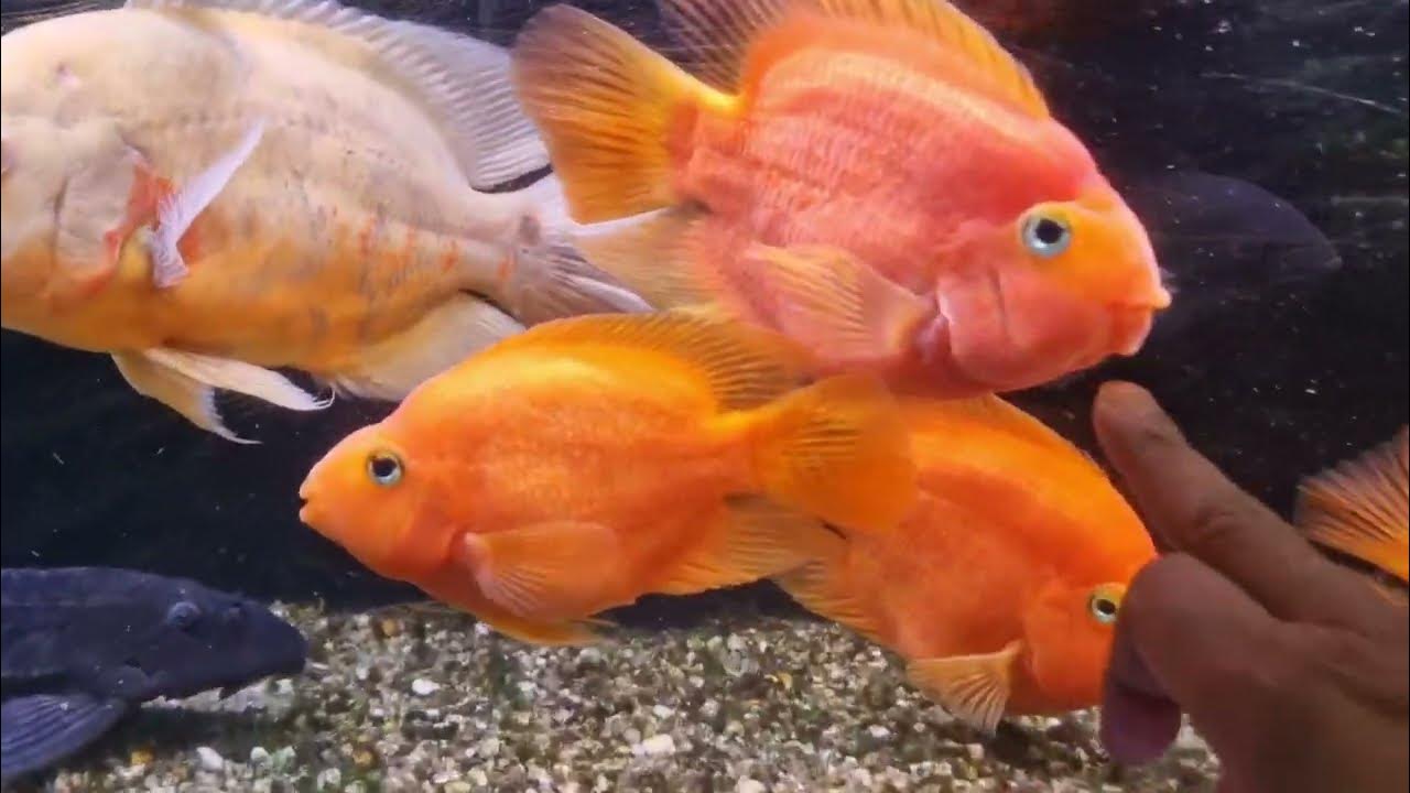 The Goldfish Bowl in Oxford | Gold fish bowl tour 2024 | Amazing Bangla ...