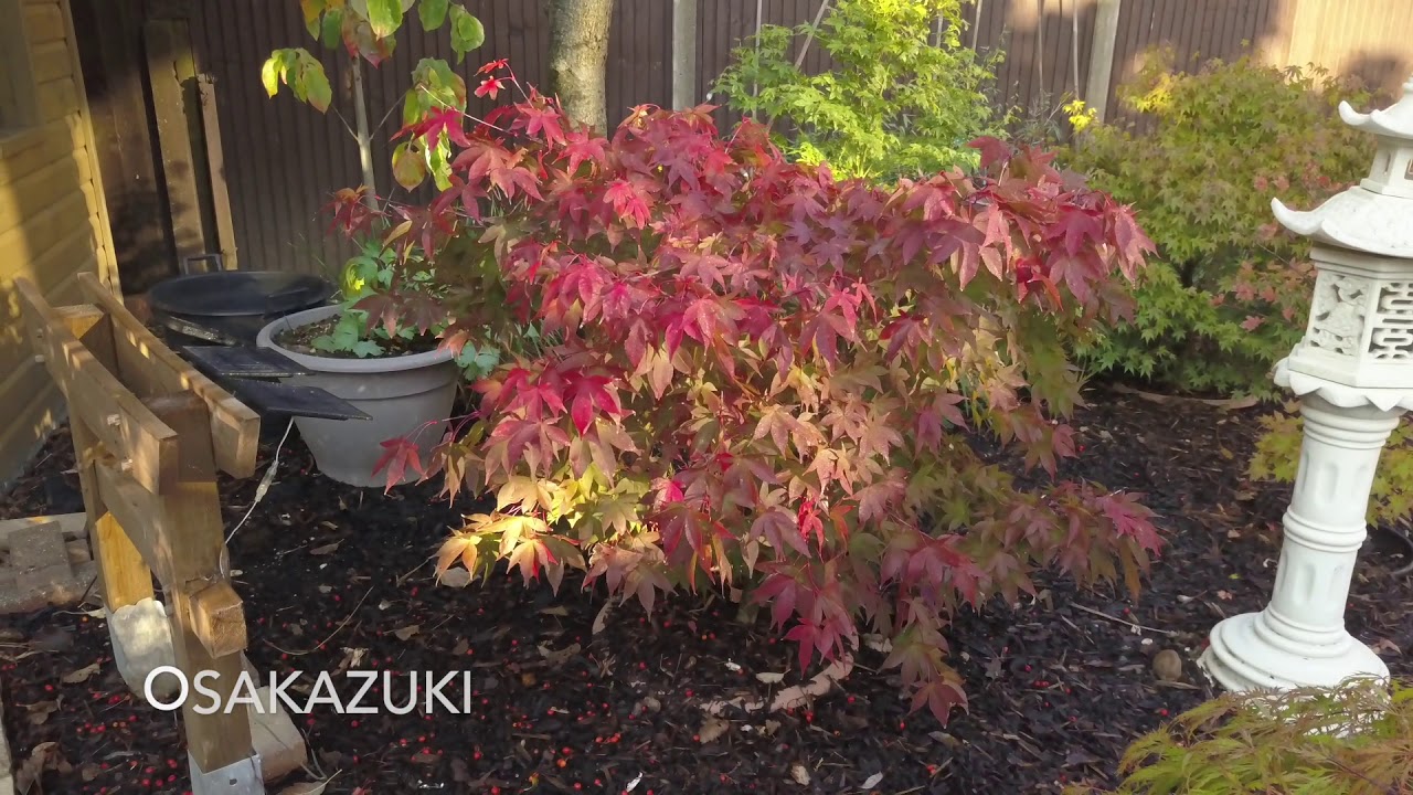 Japanese Maple Varieties - YouTube