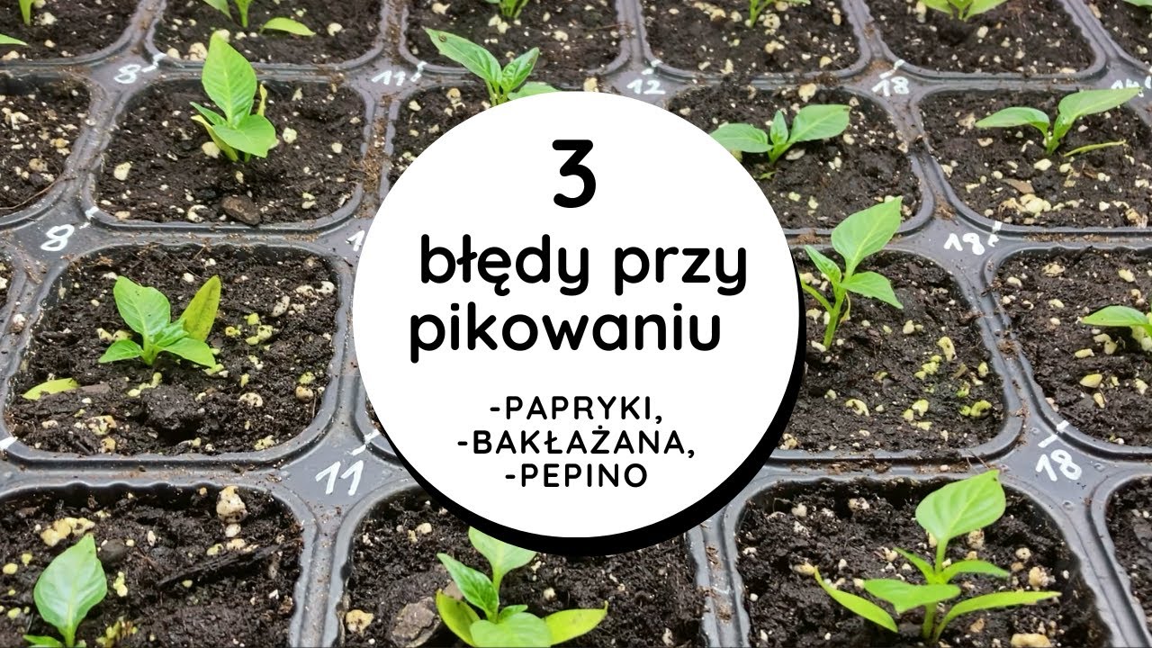 Dlaczego sadzonki więdną? Żółte liście u sadzonek, zgorzel. Jak pikować ...