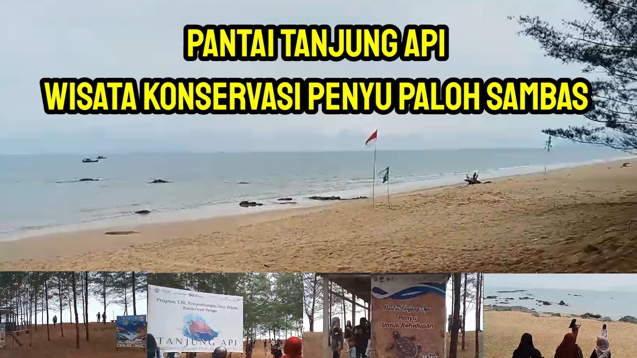 PANTAI TANJUNG API TEMPAT KONSERVASI PENYU PALOH SAMBAS KALIMANTAN ...