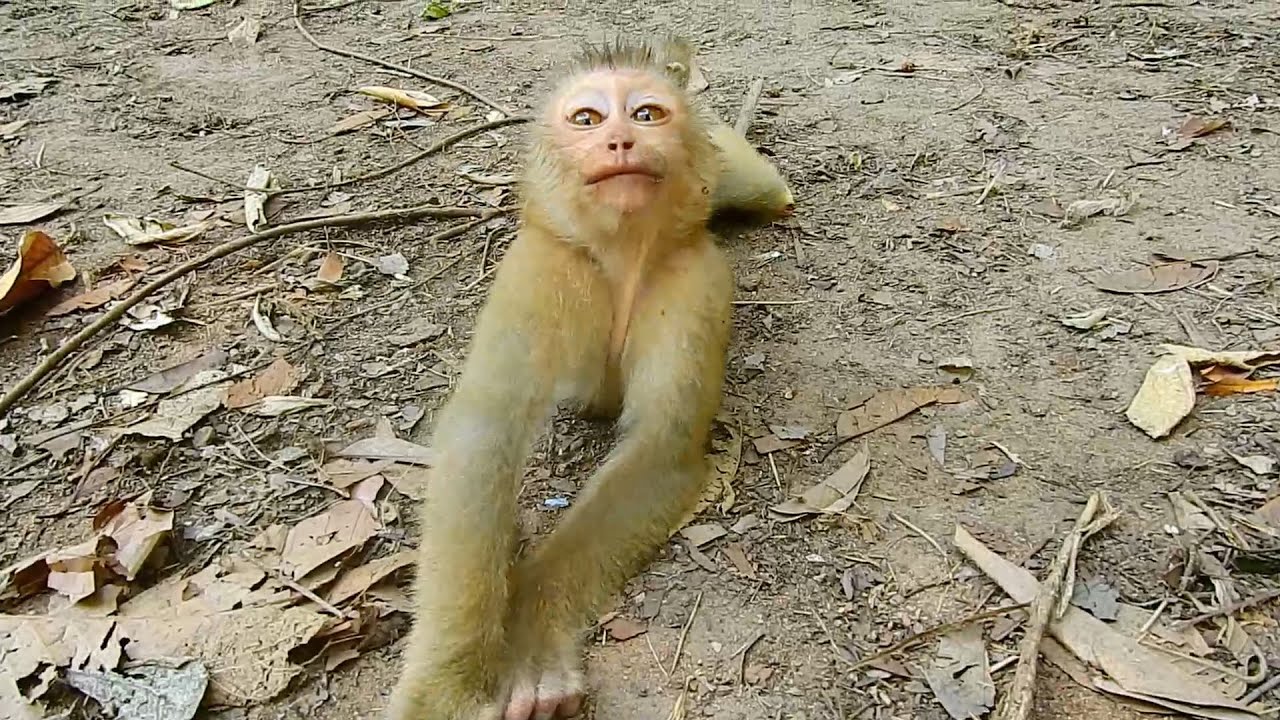 Ricky is happier in life since he's adapted to live in Sovana's troop ...