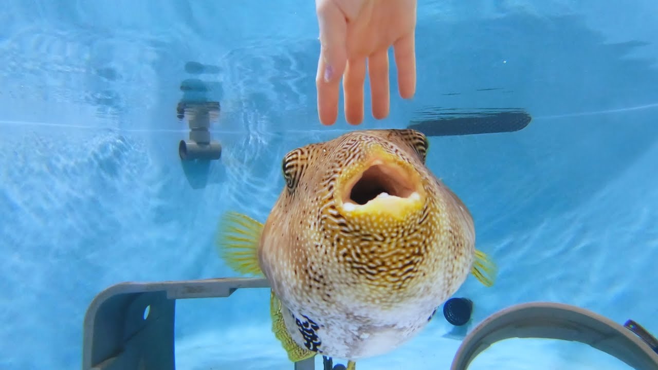 Animal Connections: Duncan - YouTube