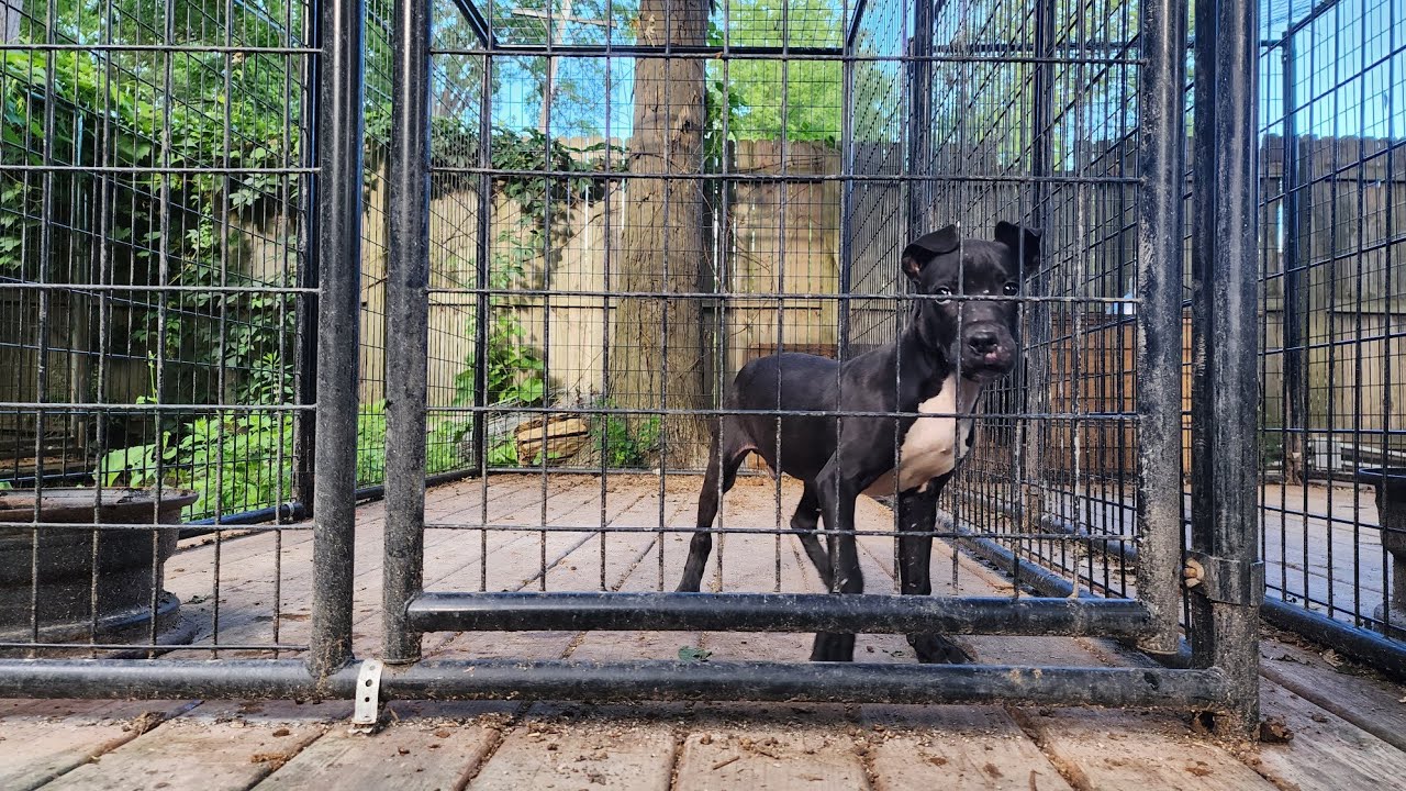 KENDRICK KENNELS.. THA YOUNG SPIDER-MAN #BOYLES#BOLIO#REDBOY#RASCAL# ...