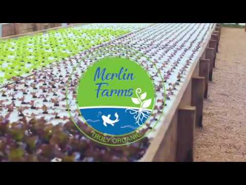 Merlin Aquaponics Farms UAE - YouTube
