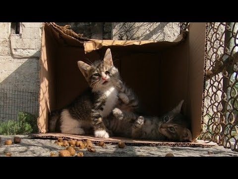 Cute kitten trying to catch her own tail - YouTube