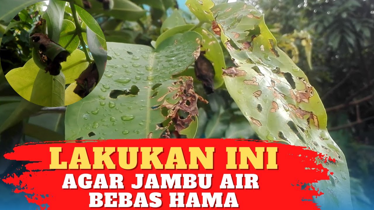 Cara Mengatasi Hama pada Daun Jambu Air dengan Insektisida Marshal ...