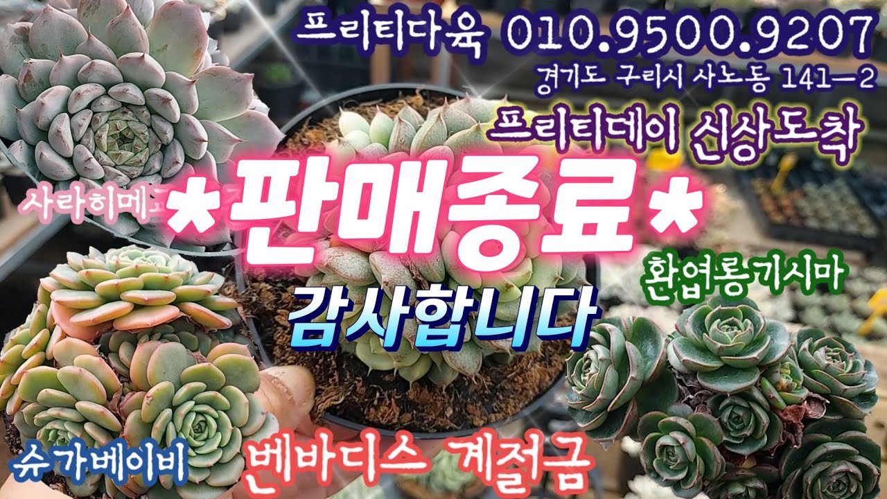 판매종료감사합니다 더 예쁜다육으로 찾아뵐께요 프리티데이 신상다육이 소개합니다 벤바디스계절금환엽롱기시마사라히메교배종