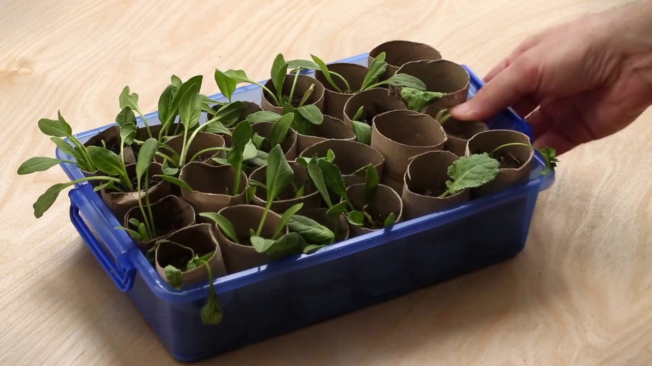 DIY Seed Starter Pots - YouTube