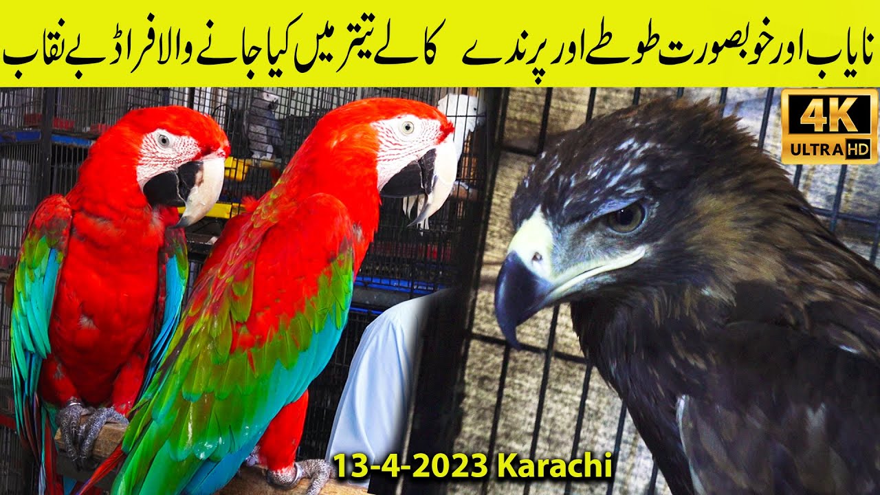 Saddar Exotic Birds Markets Rare and Unique Birds and Parrots Shops 13-4-2023 Karachi - YouTube