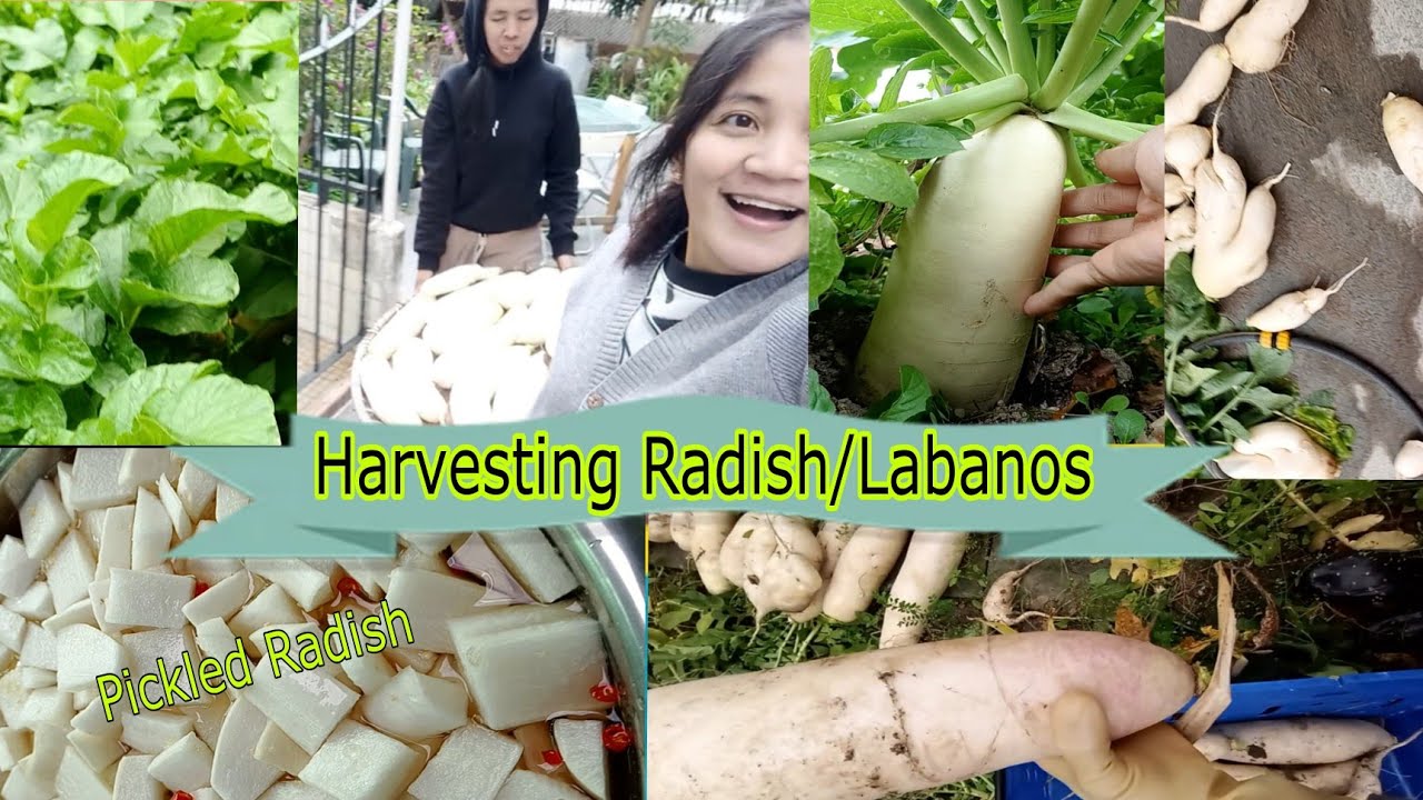 Harvesting Radish / Labanos | OFW in Hong Kong | MAYYANG VLOG'S - YouTube