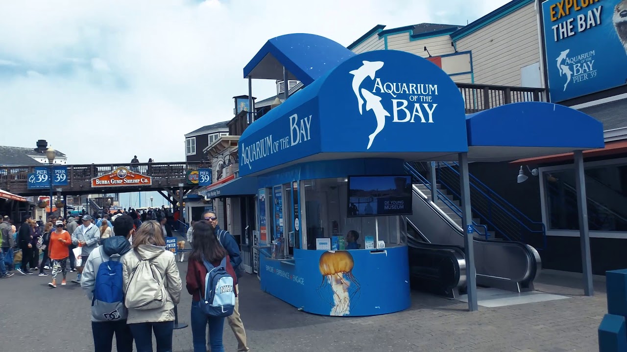 Finny's Adventures in San Francisco - YouTube