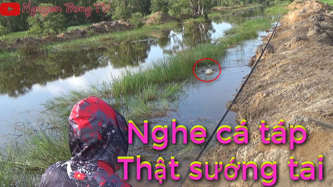 Câu Cá Lóc Tràm Chim #67 || Nghe Cá Táp Thật sướng tai||NTTV - YouTube