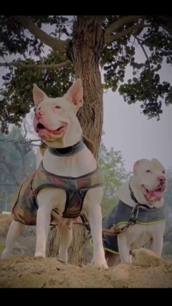 "Gultair Dog: The Rare and Powerful Breed You've Never Heard Of!"# ...