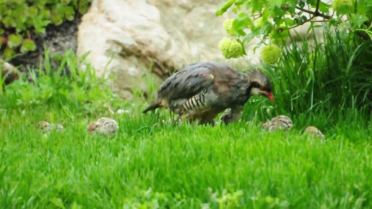 Chukar Partridge chicks visiting after a rain storm, Southwestern ...