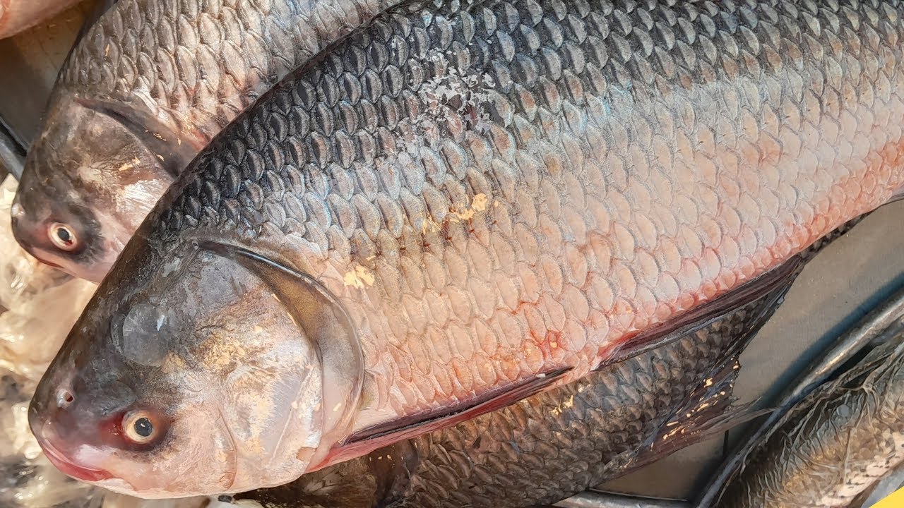 Amazing Catla Fish Cutting Skills Live In A Local Fish Market 2024 ...