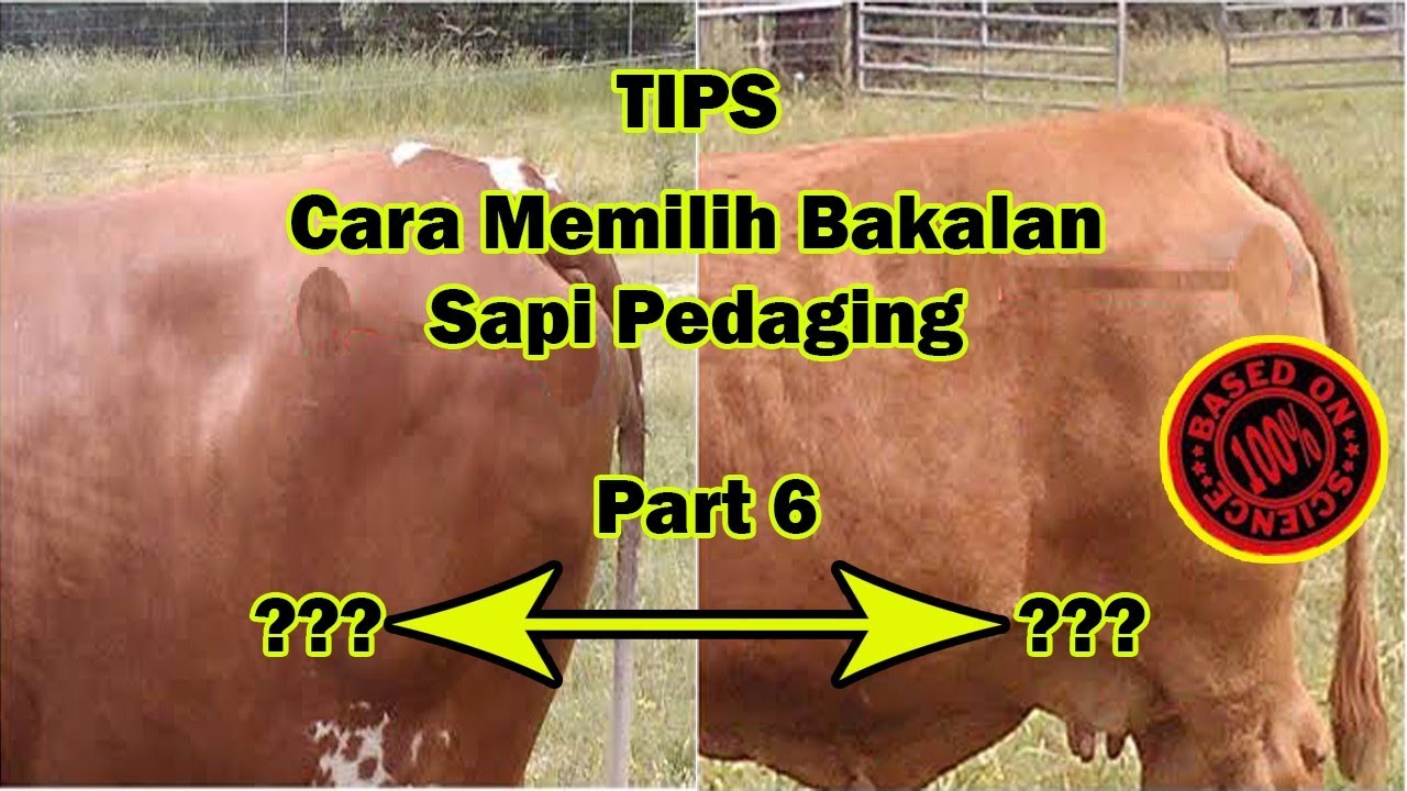 Part 6 Cara Memilih Bakalan Sapi Pedaging || Biar Makin Untung ‼️|| How ...