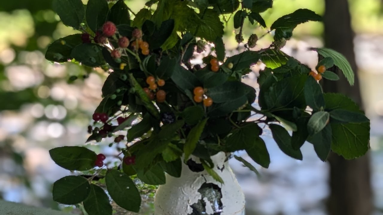 Foraging Berries and Canning Preserves - YouTube