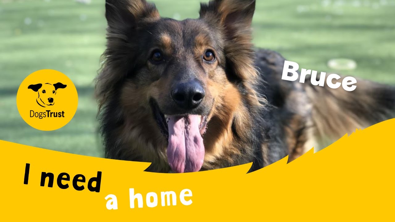 Bruce the handsome German Shepherd cross | Dogs Trust Ilfracombe - YouTube