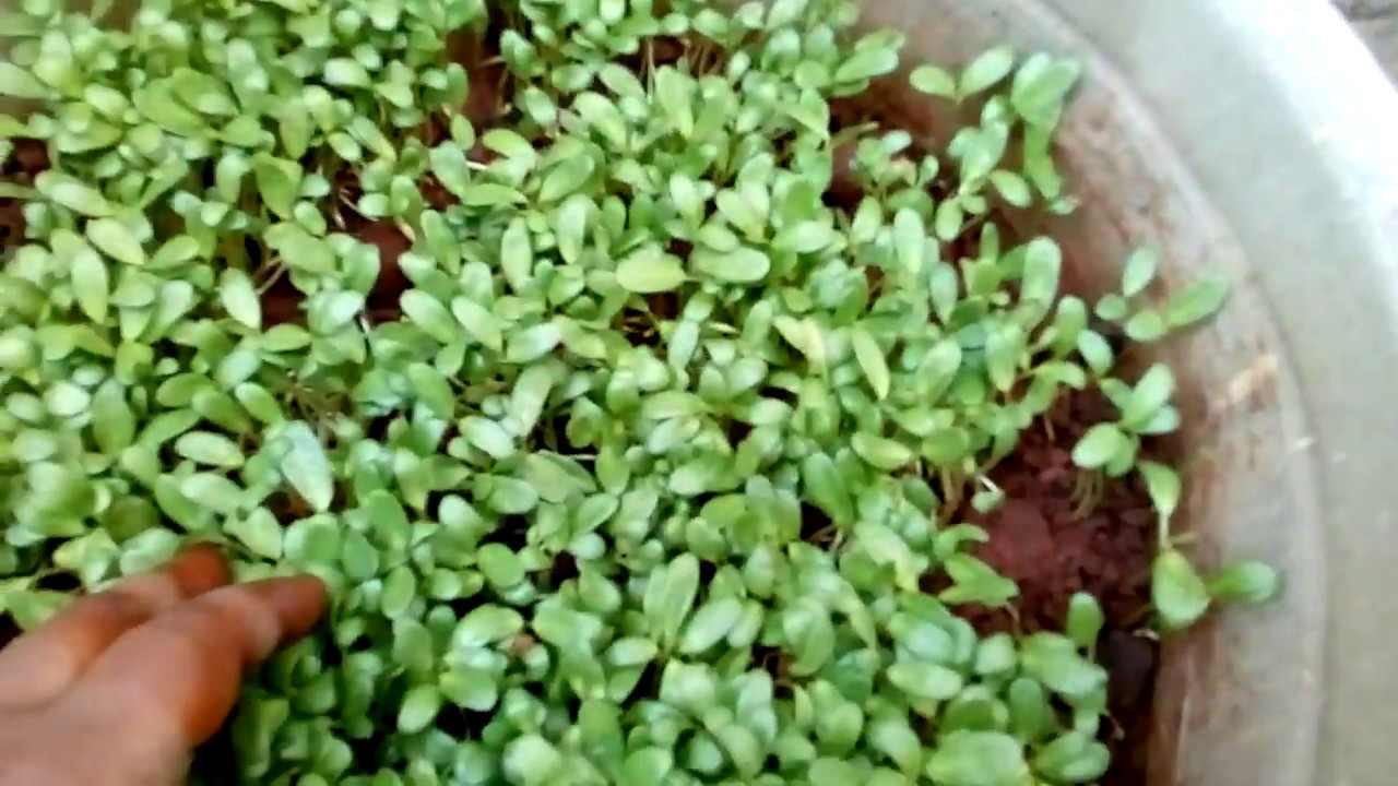 MAKING OF MENTHI KOORA | How to Growing up to Menthi kura | How to make ...