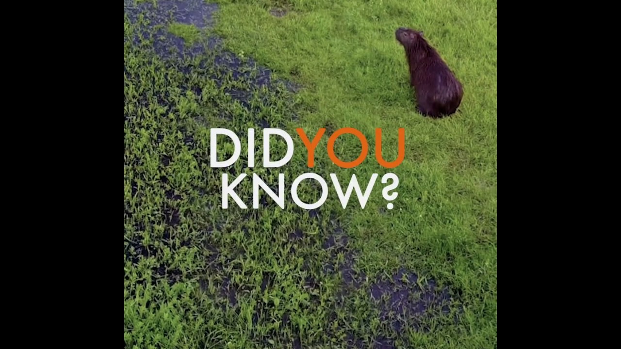 Weird and wonder facts about capybaras - YouTube