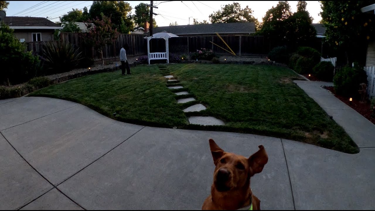 Nala Dancing before Evening Walk - YouTube