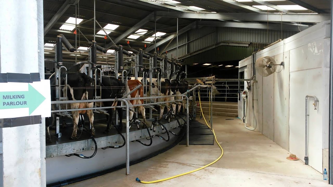 Cow Carousel - YouTube