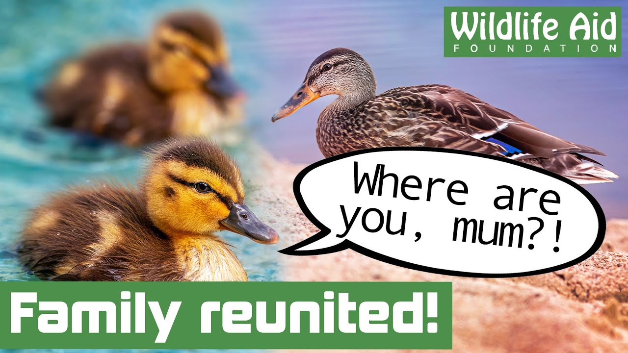 Can we get these lost DUCKLINGS back home to mum?? - YouTube